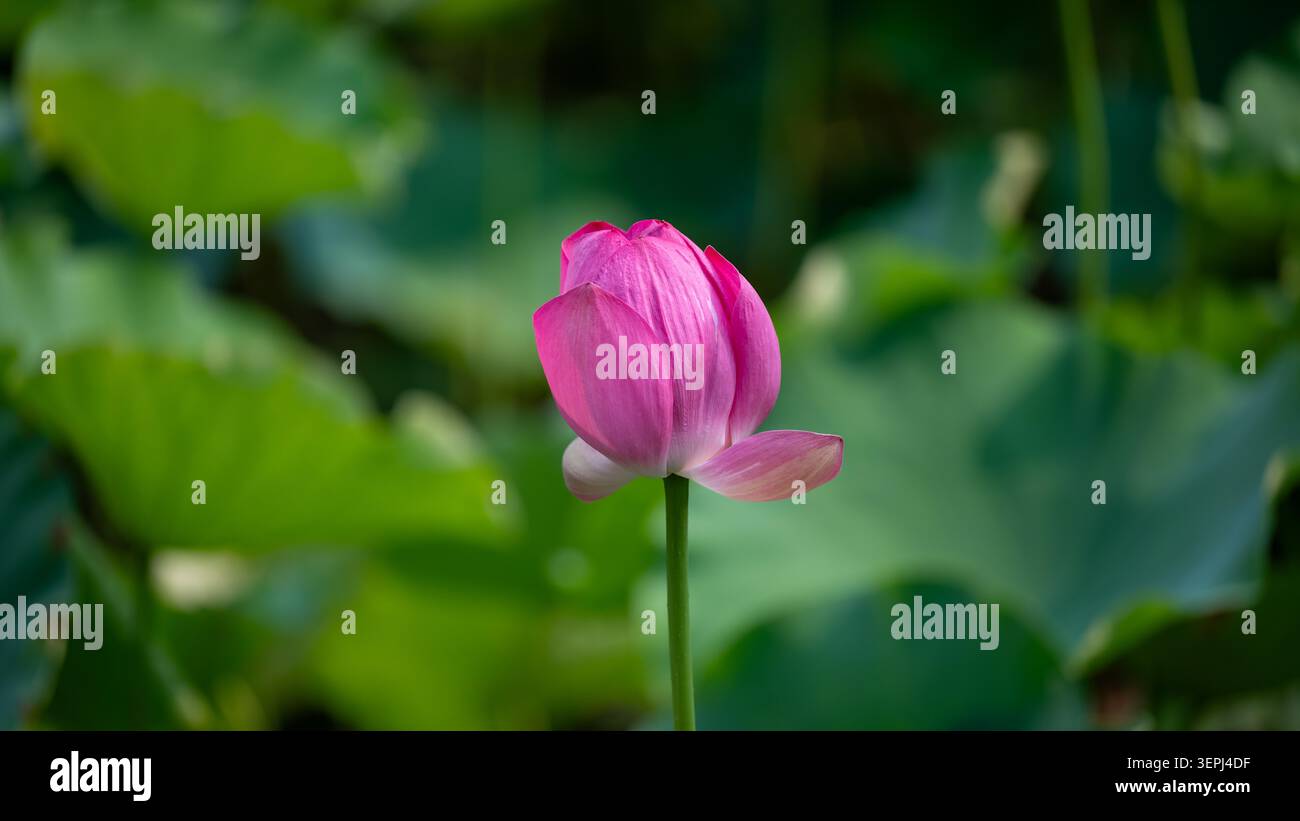 Tourists visit blooming lotus ponds in Chengdu, Sichuan Province, China ...