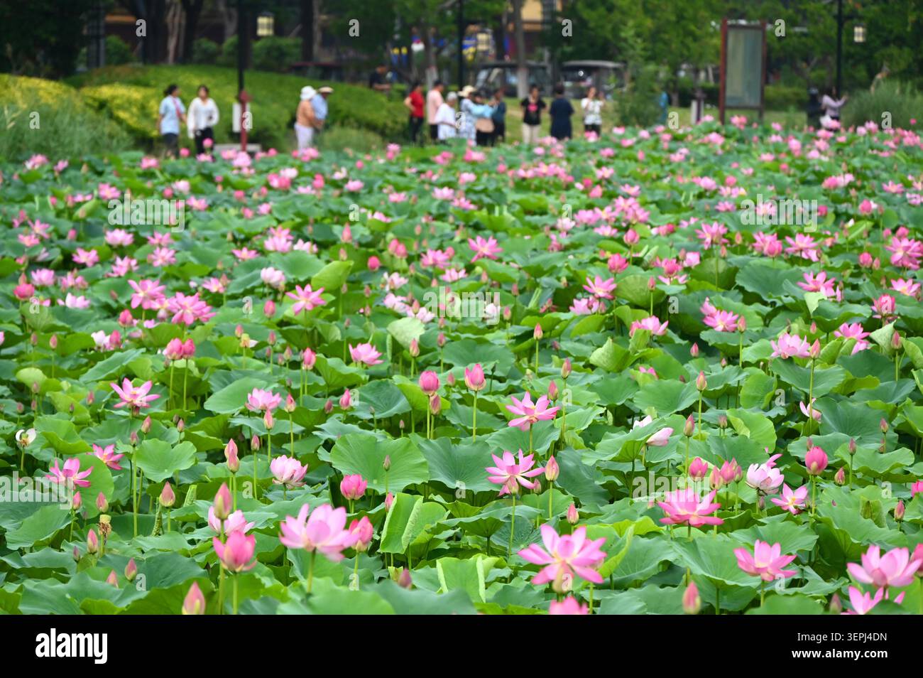 People admire blooming lotus flowers at Northwest Lake Wetland Park in ...