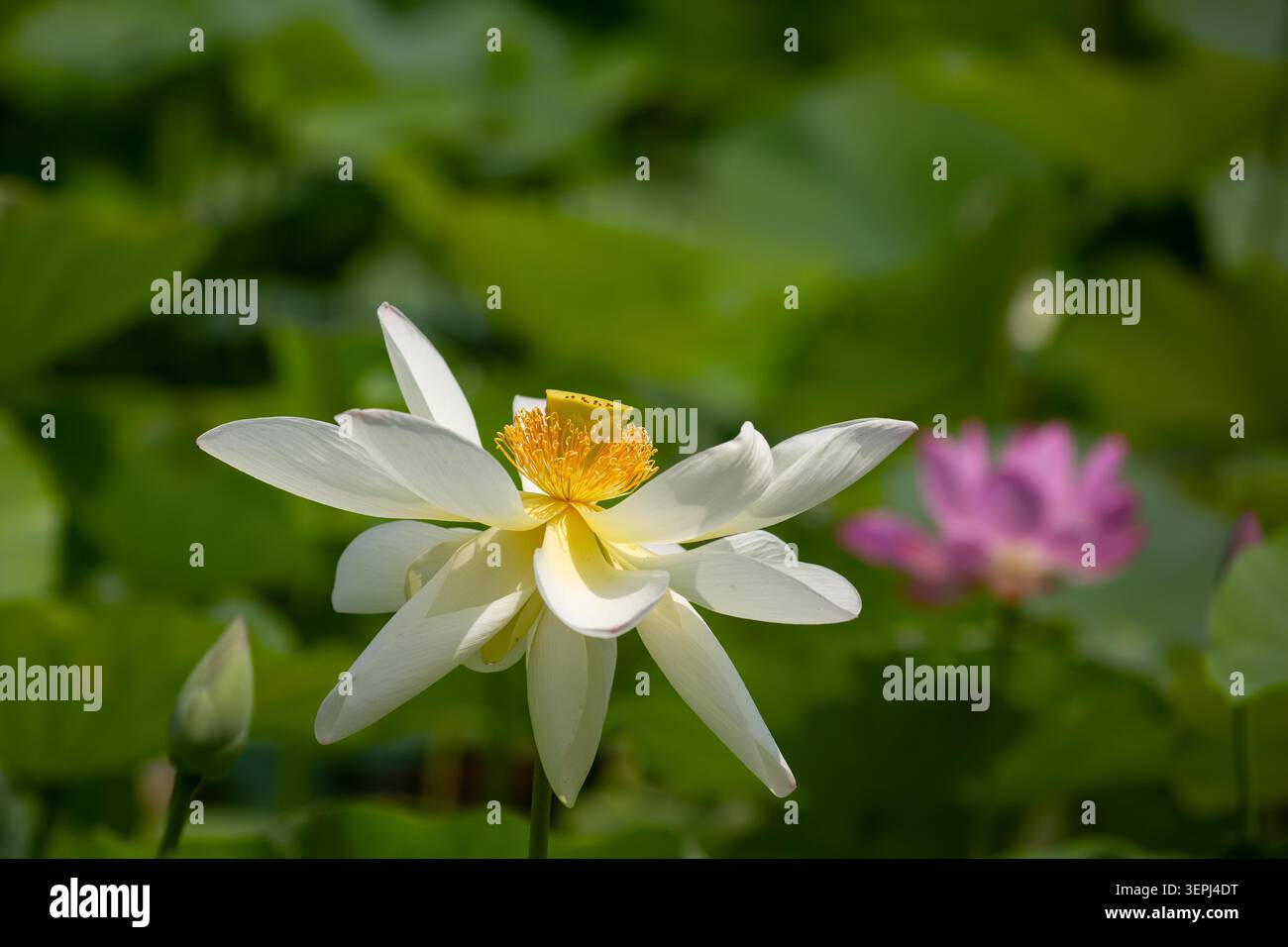 Tourists and photography enthusiasts visit Lotus Pool Park to admire ...