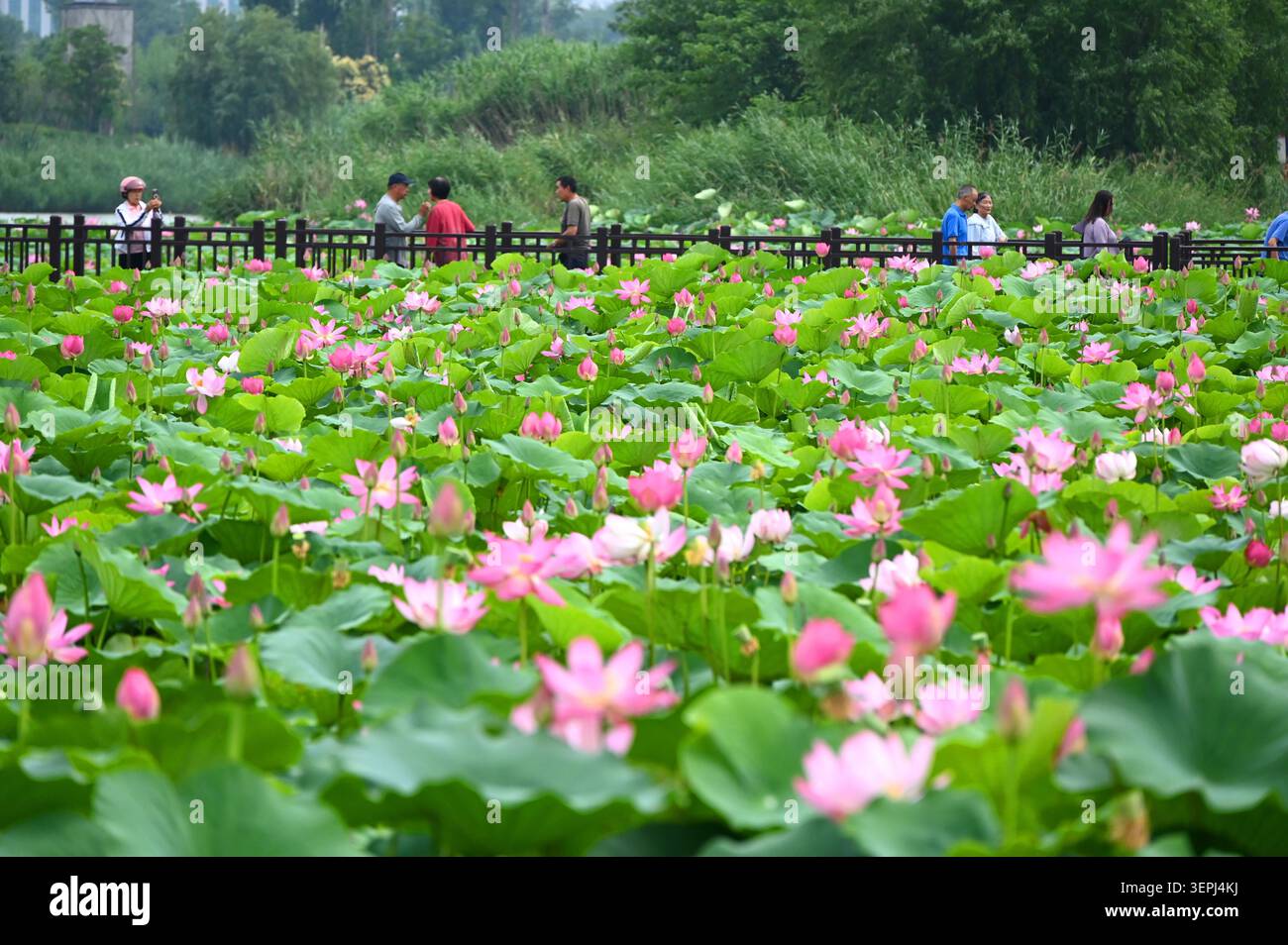 People admire blooming lotus flowers at Northwest Lake Wetland Park in ...