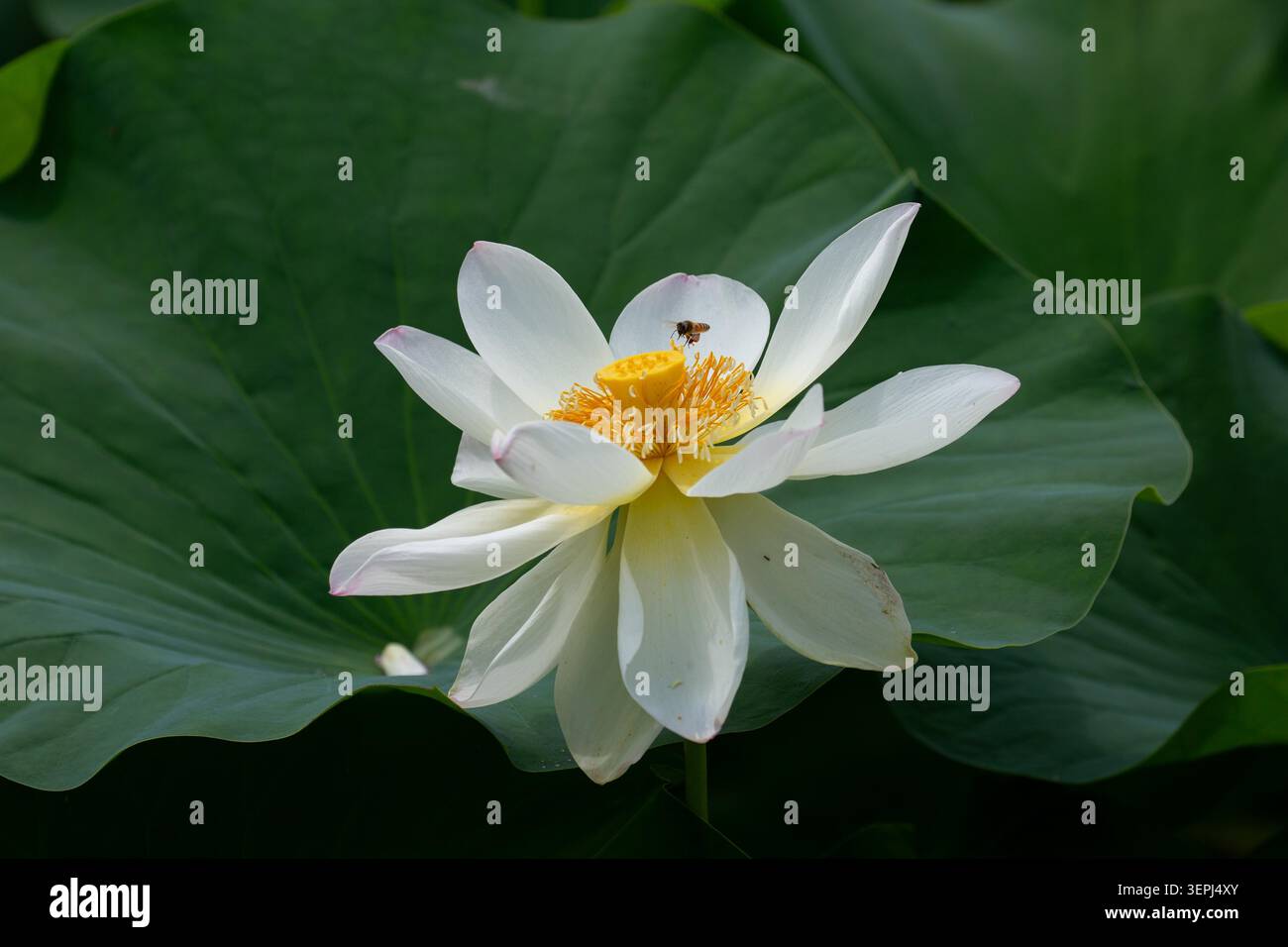 Tourists and photography enthusiasts visit Lotus Pool Park to admire ...