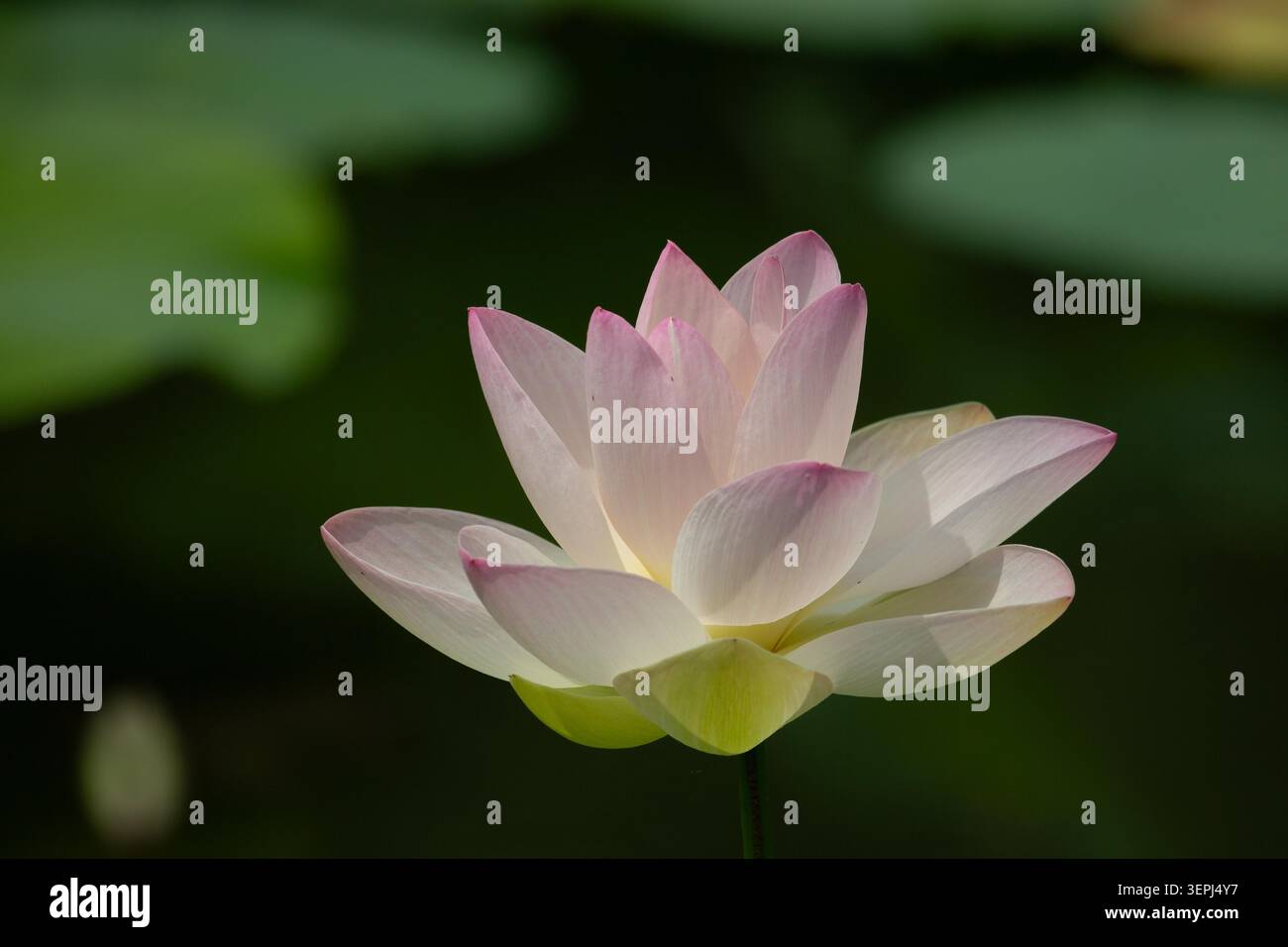 Tourists and photography enthusiasts visit Lotus Pool Park to admire ...