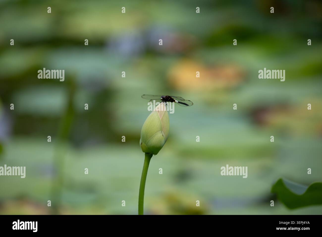 Tourists and photography enthusiasts visit Lotus Pool Park to admire ...