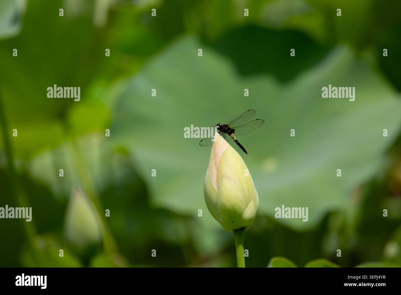 Tourists and photography enthusiasts visit Lotus Pool Park to admire ...