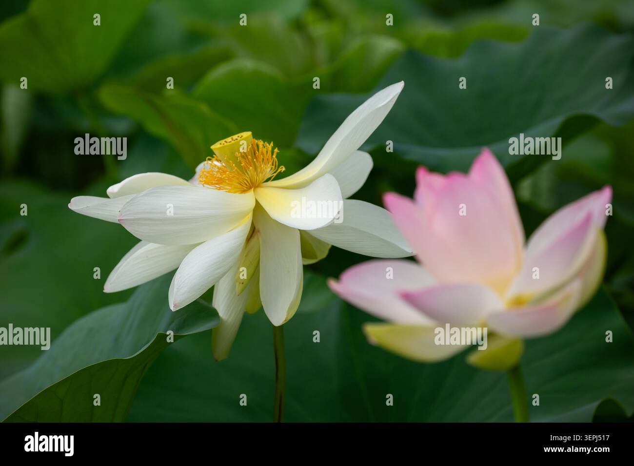 Tourists and photography enthusiasts visit Lotus Pool Park to admire ...