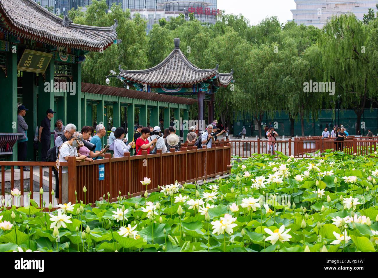 Tourists and photography enthusiasts visit Lotus Pool Park to admire ...