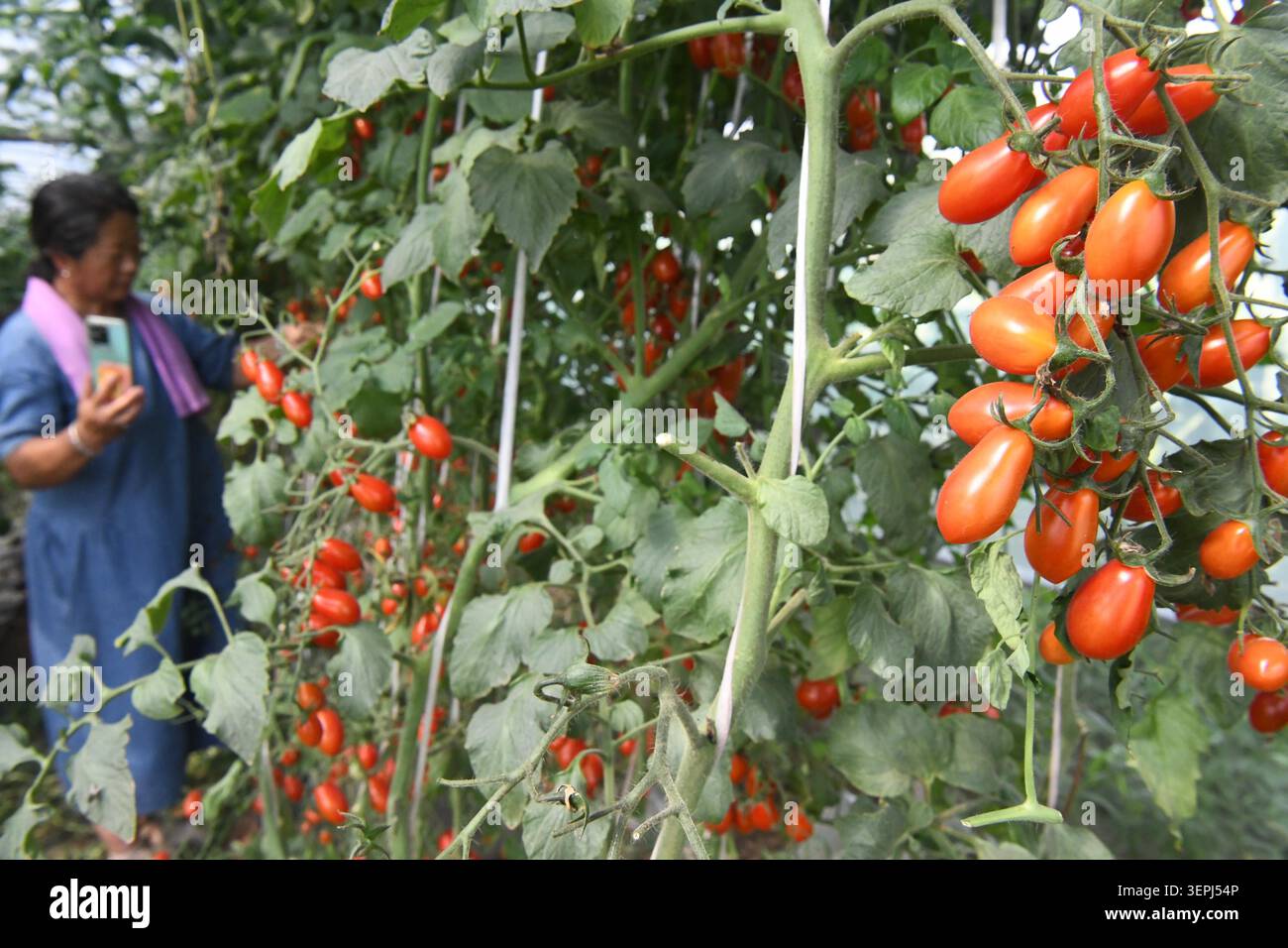 A farmer sells fruits via livestreaming at a vegetable and fruit ...