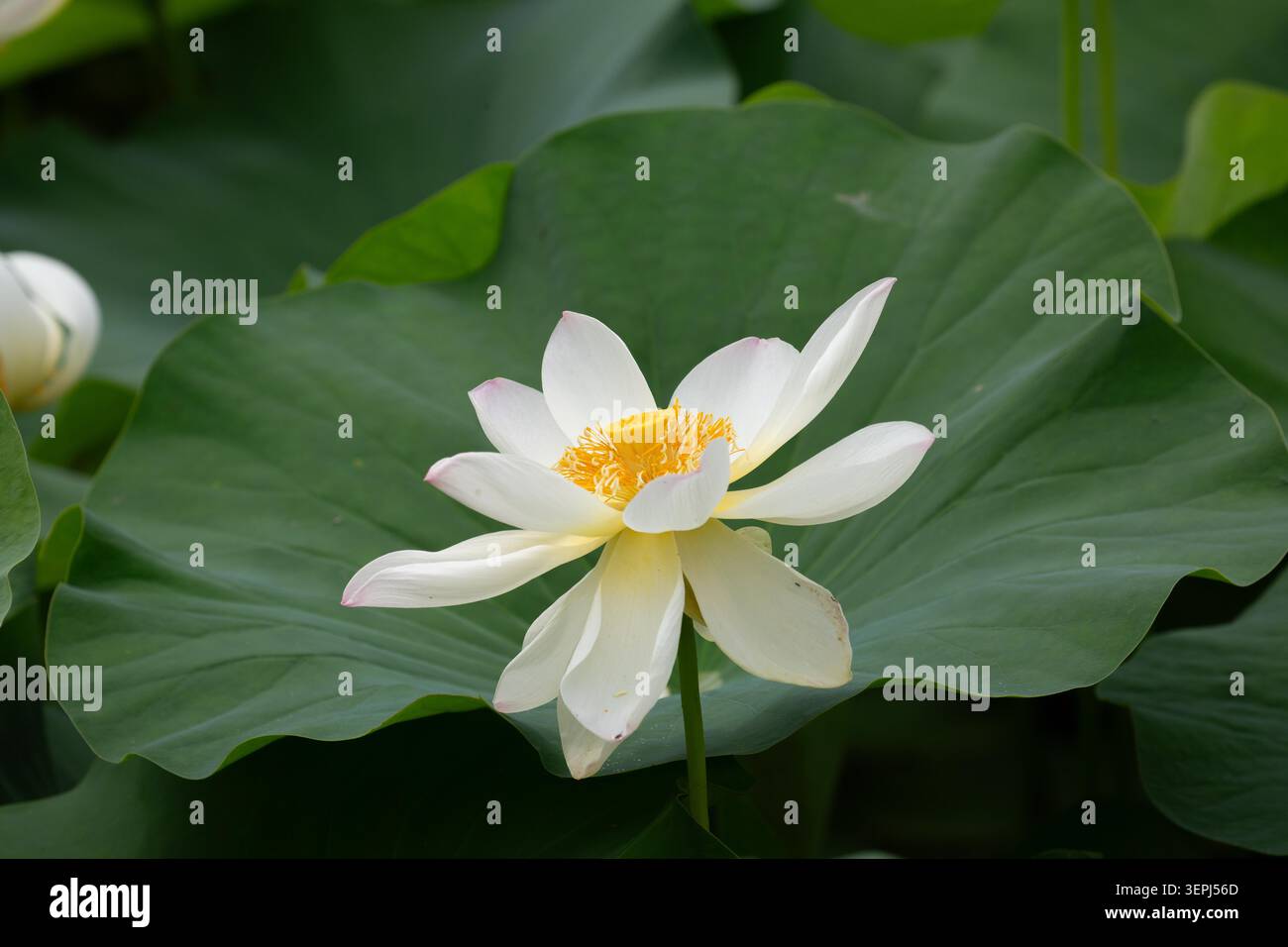 Tourists and photography enthusiasts visit Lotus Pool Park to admire ...