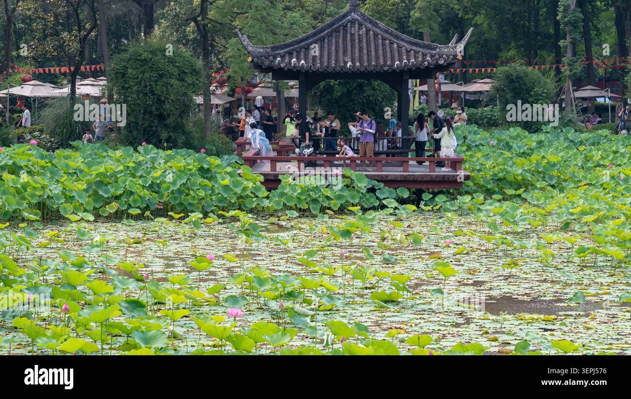 Tourists visit blooming lotus ponds in Chengdu, Sichuan Province, China ...