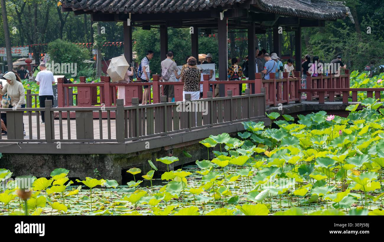 Tourists visit blooming lotus ponds in Chengdu, Sichuan Province, China ...