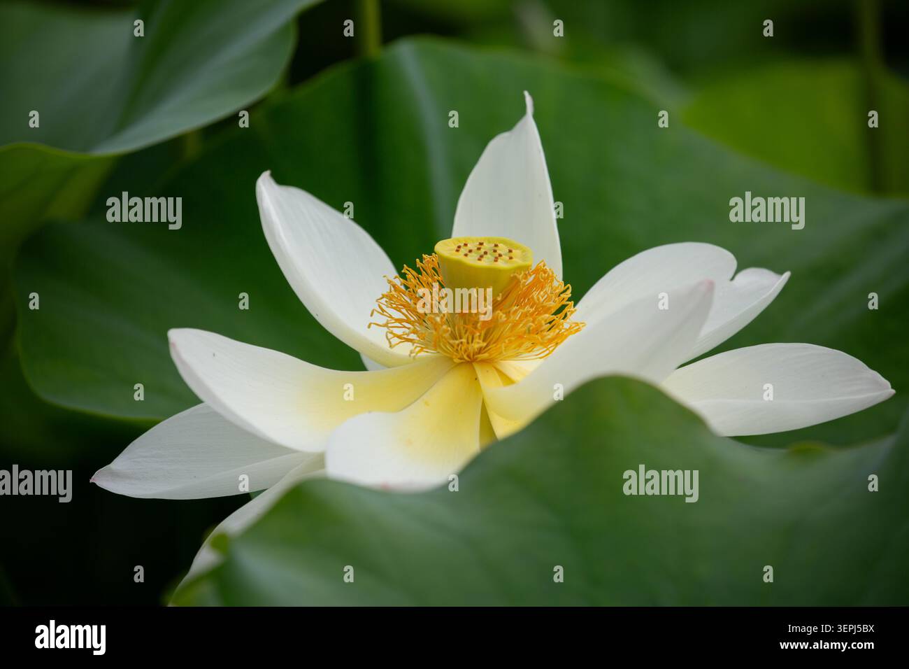 Tourists and photography enthusiasts visit Lotus Pool Park to admire ...