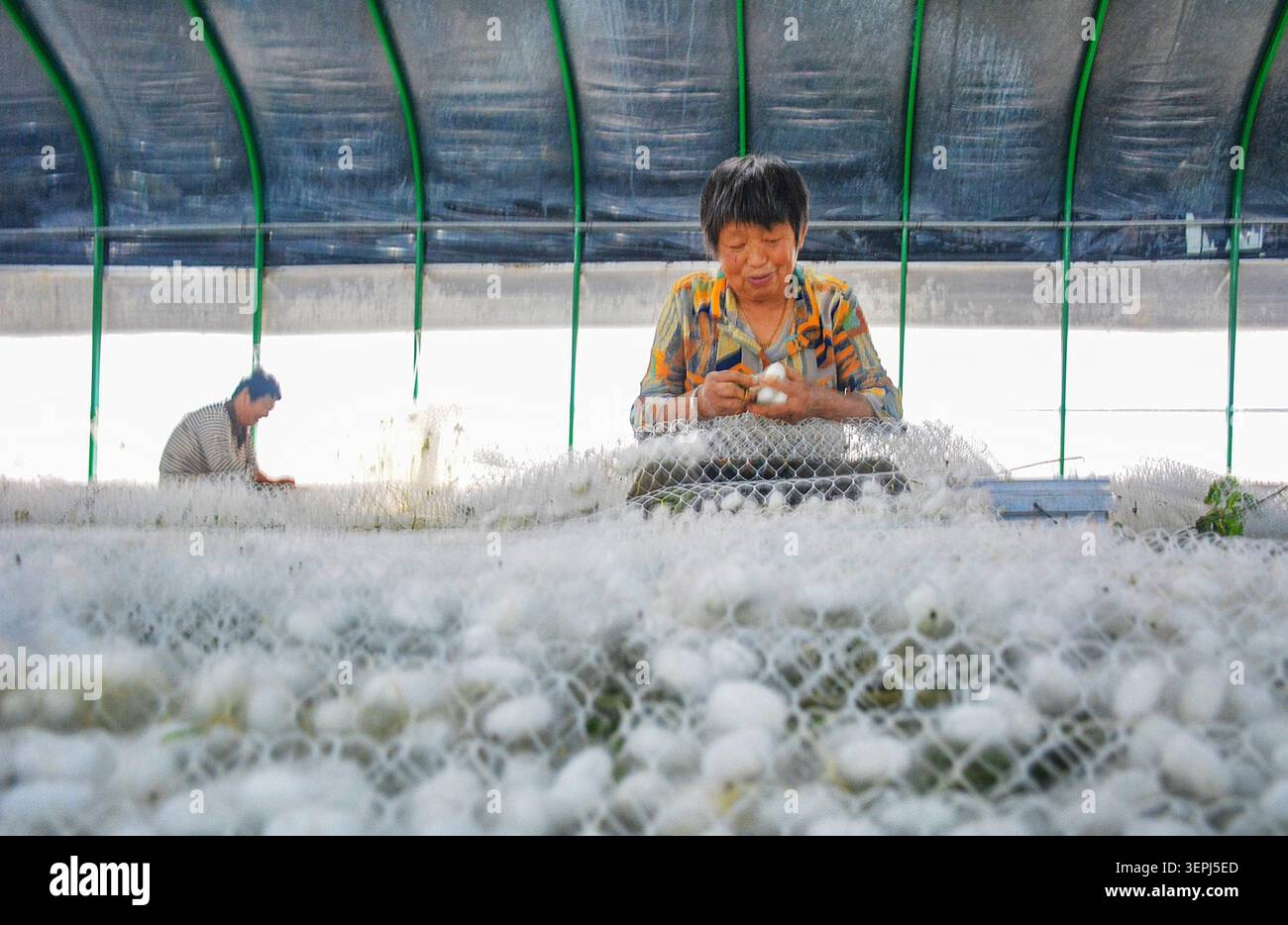 Farmers pick silkworm cocoons at a professional breeding cooperative in ...