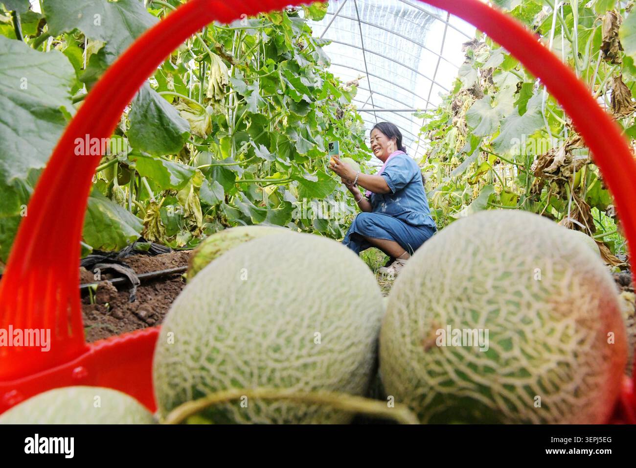 A farmer sells fruits via livestreaming at a vegetable and fruit ...