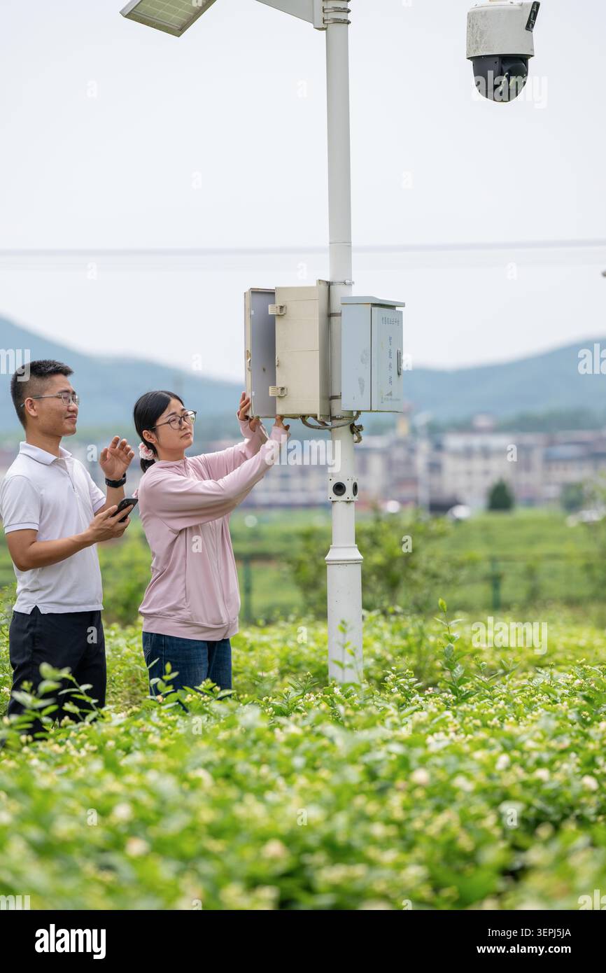 Agricultural technicians inspect the operation of pest monitoring ...