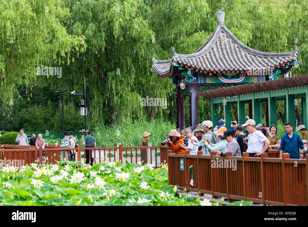 Tourists and photography enthusiasts visit Lotus Pool Park to admire ...
