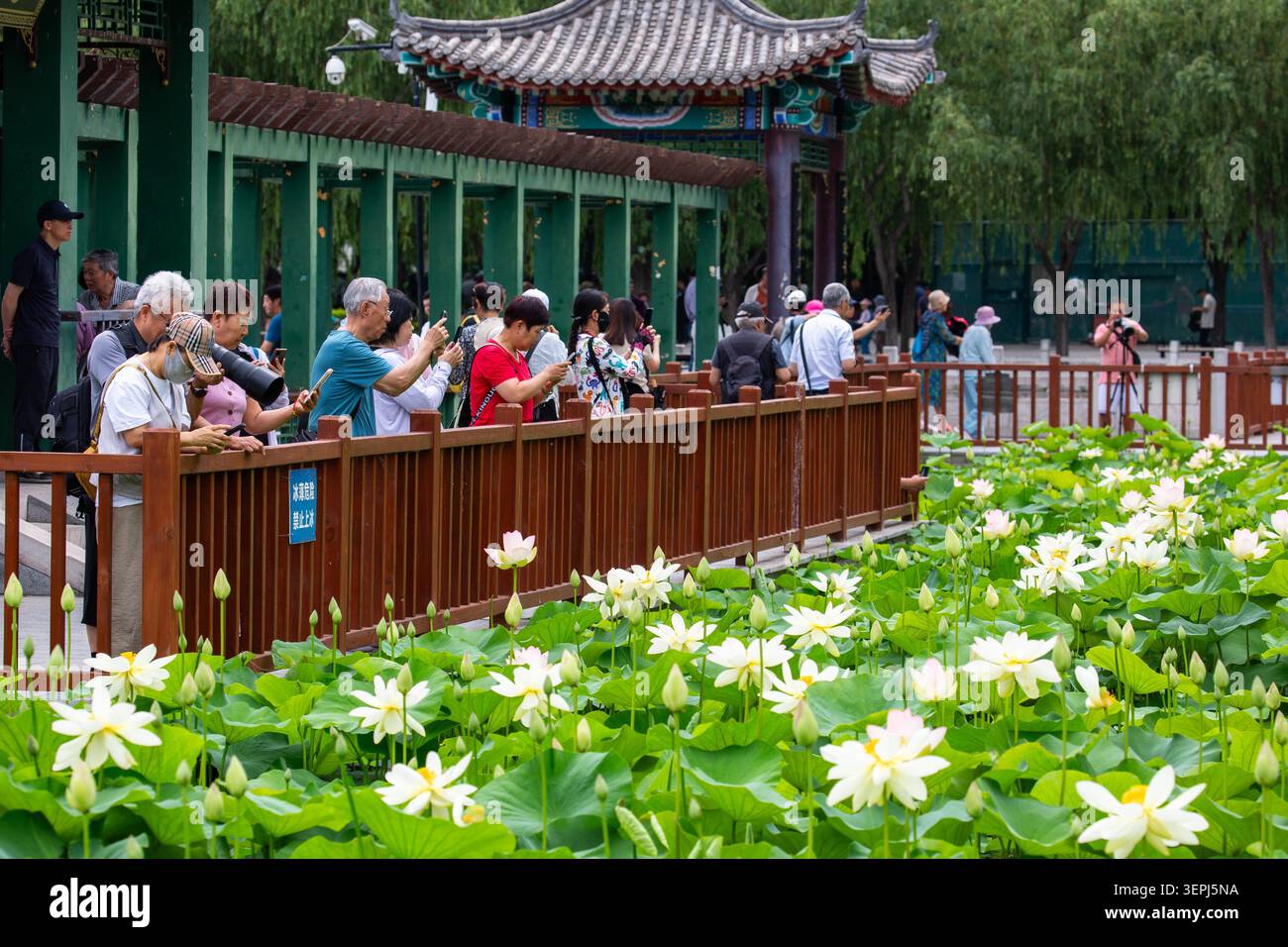 Tourists and photography enthusiasts visit Lotus Pool Park to admire ...