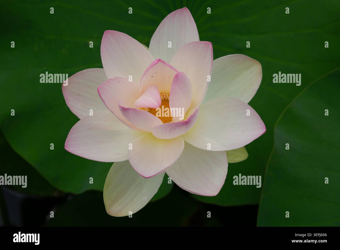 Tourists and photography enthusiasts visit Lotus Pool Park to admire ...