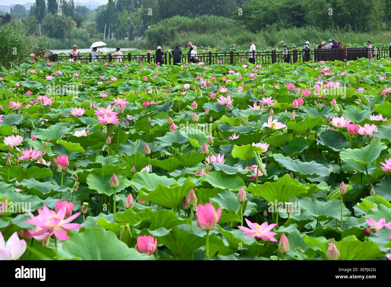 People admire blooming lotus flowers at Northwest Lake Wetland Park in ...