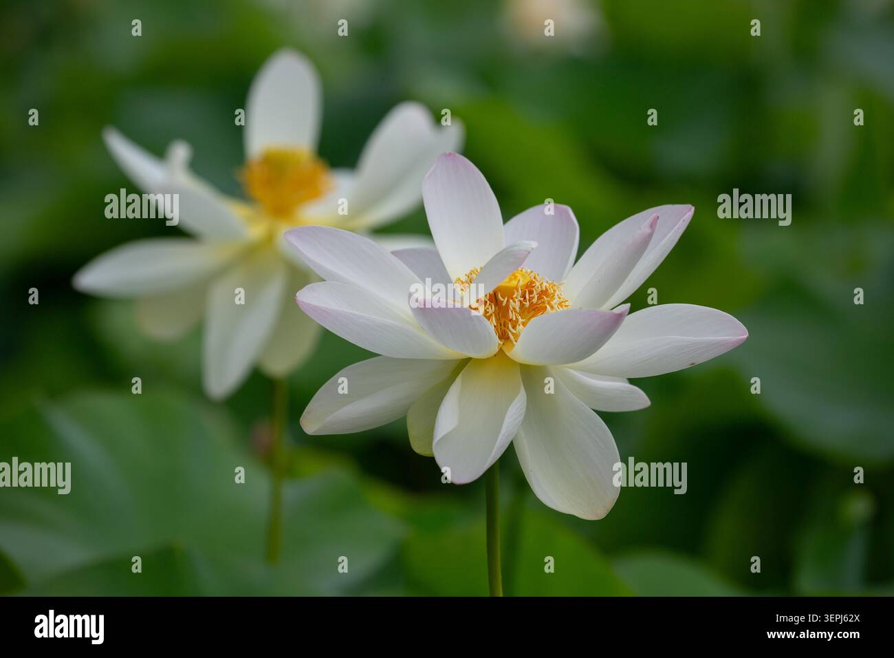 Tourists and photography enthusiasts visit Lotus Pool Park to admire ...