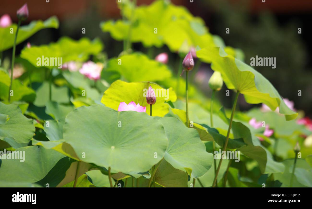 Lotus flowers bloom at Jianchu Temple in Nanjing, east China's Jiangsu ...