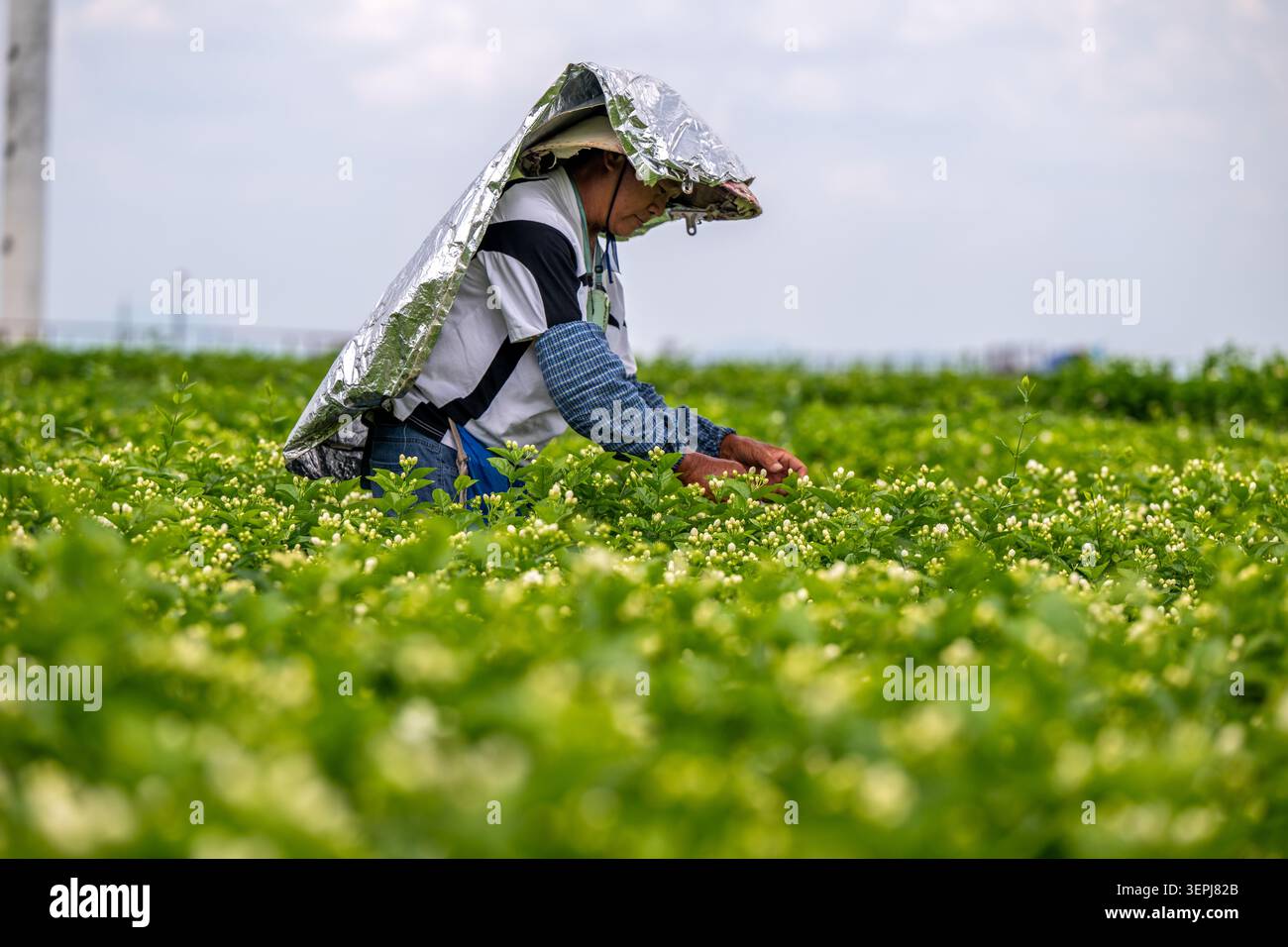 Farmers pick jasmine flowers at China Jasmine Garden in Hengzhou, south ...