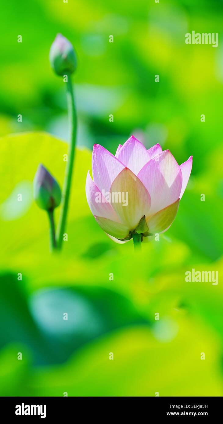Lotus flowers bloom along Dujuan River in Korla, northwest China's ...