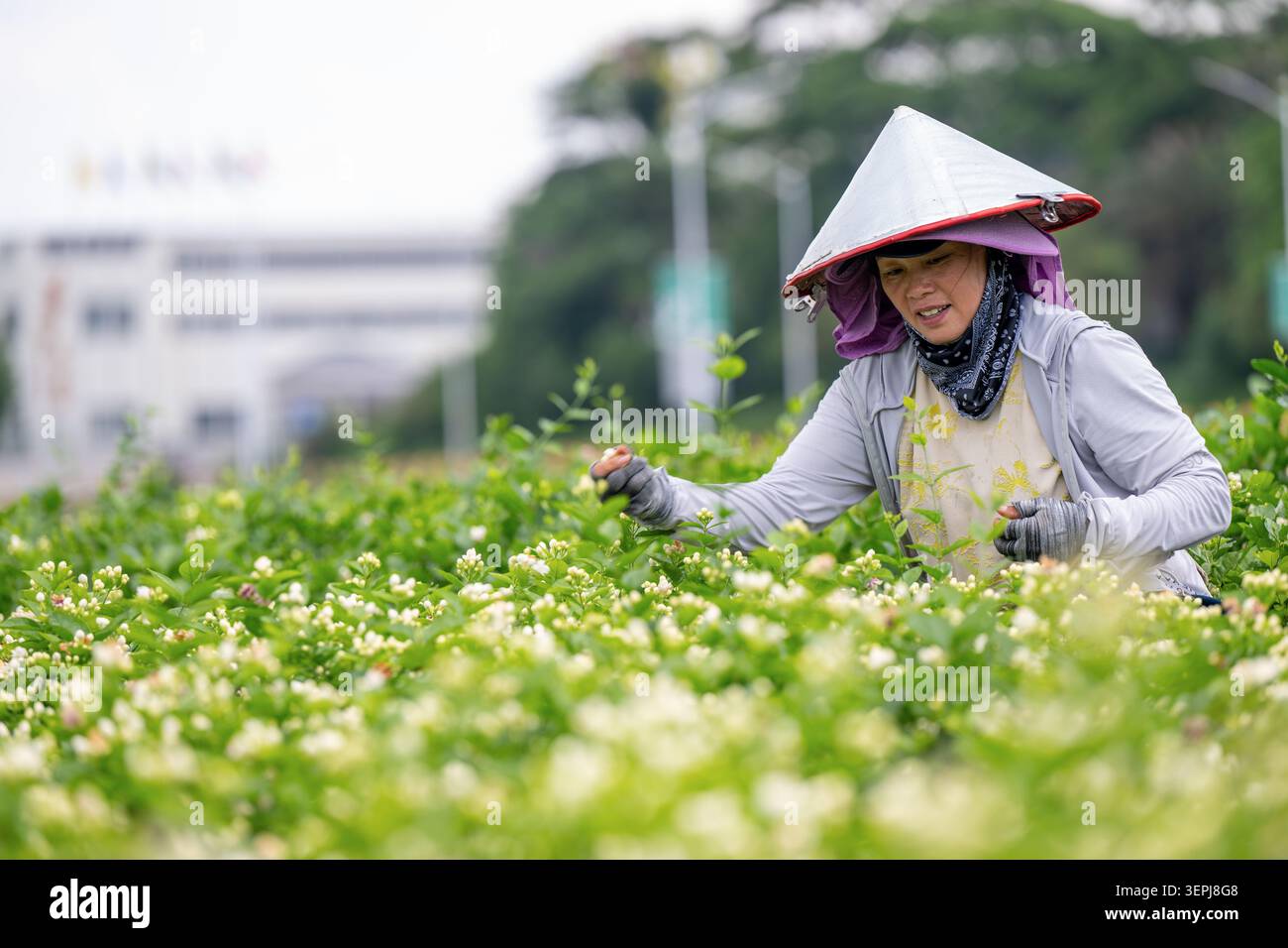 Farmers pick jasmine flowers at China Jasmine Garden in Hengzhou, south ...