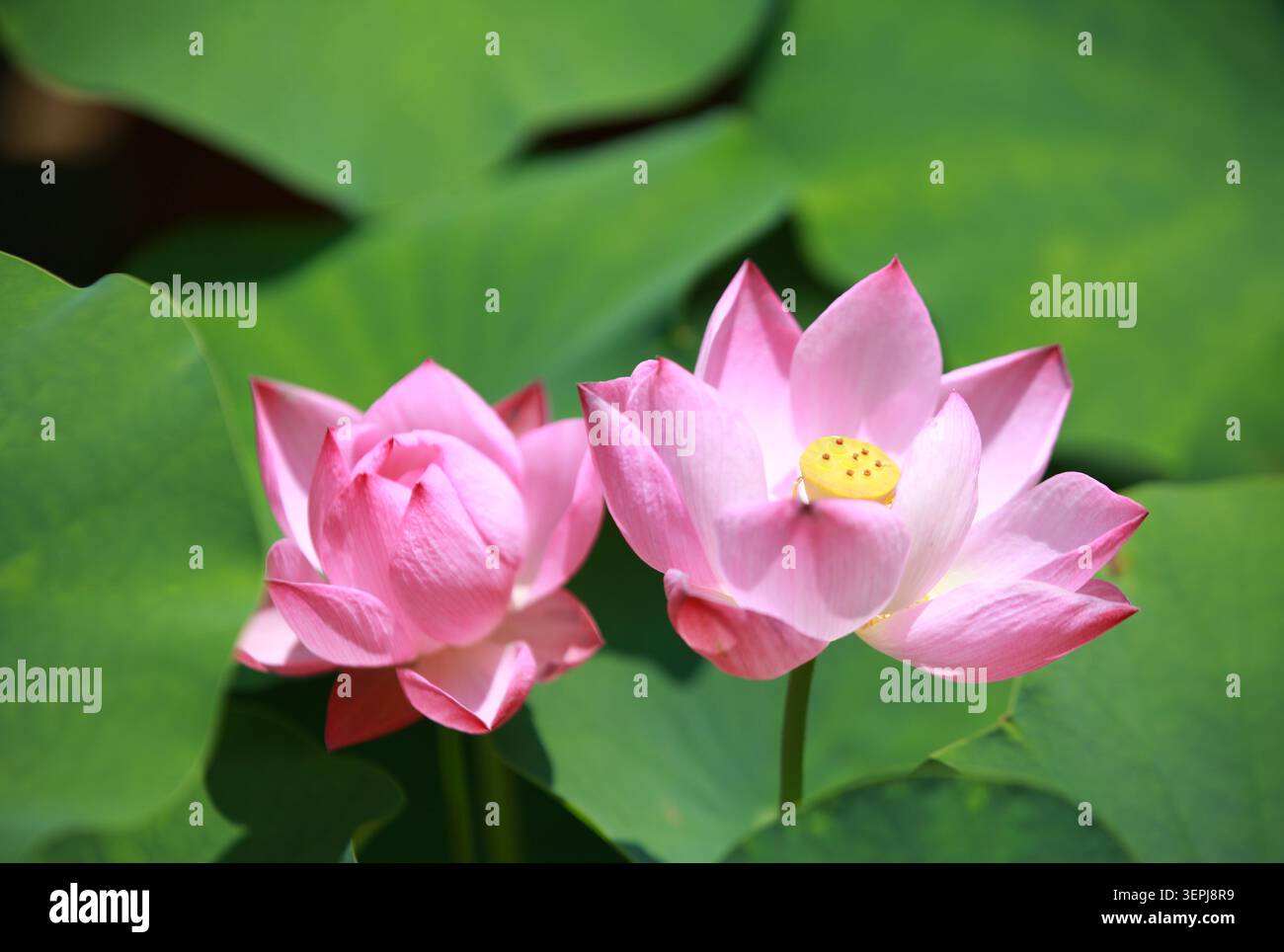 Lotus flowers bloom at Jianchu Temple in Nanjing, east China's Jiangsu ...