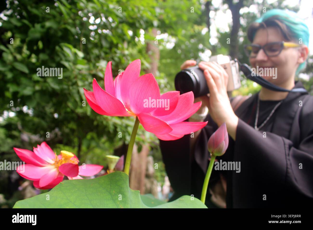 Lotus flowers bloom in Humble Administrator's Garden in Suzhou, east ...