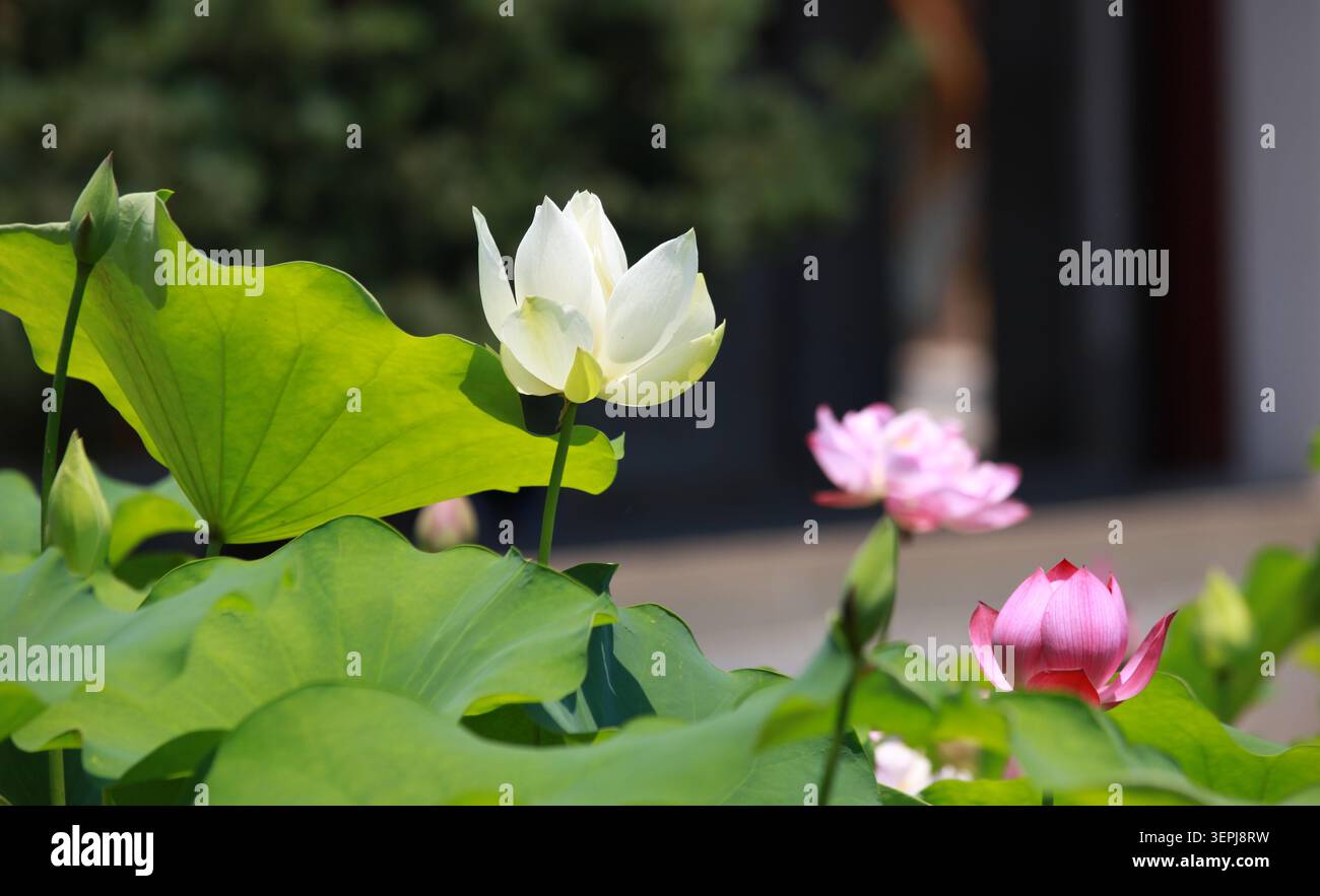 Lotus flowers bloom at Jianchu Temple in Nanjing, east China's Jiangsu ...