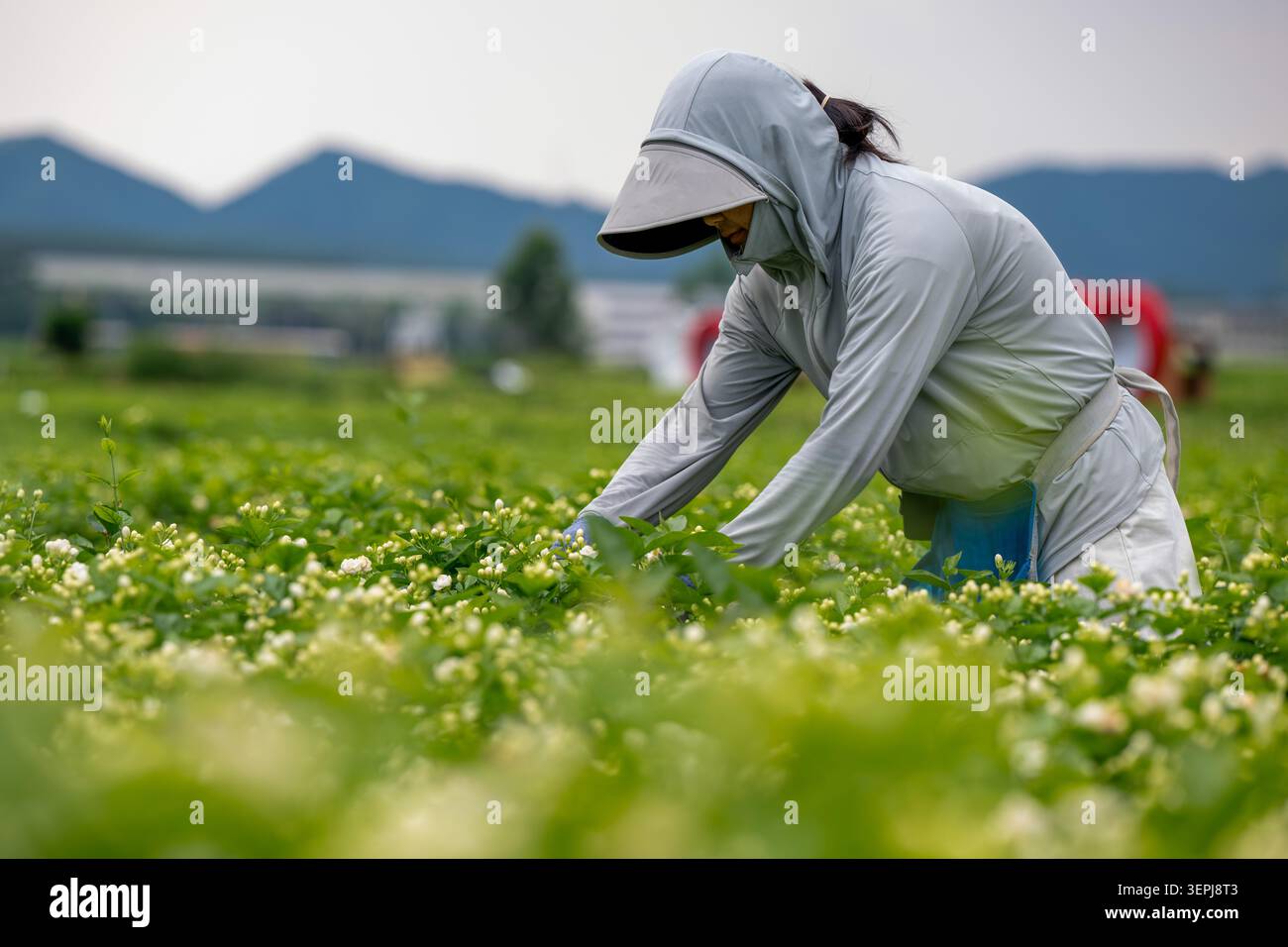 Farmers pick jasmine flowers at China Jasmine Garden in Hengzhou, south ...