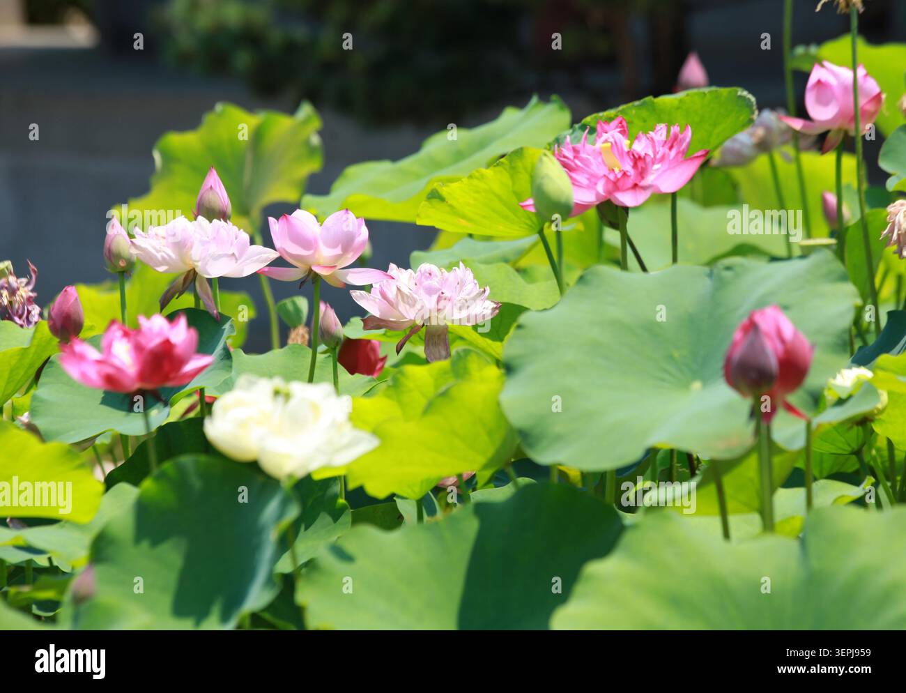 Lotus flowers bloom at Jianchu Temple in Nanjing, east China's Jiangsu ...