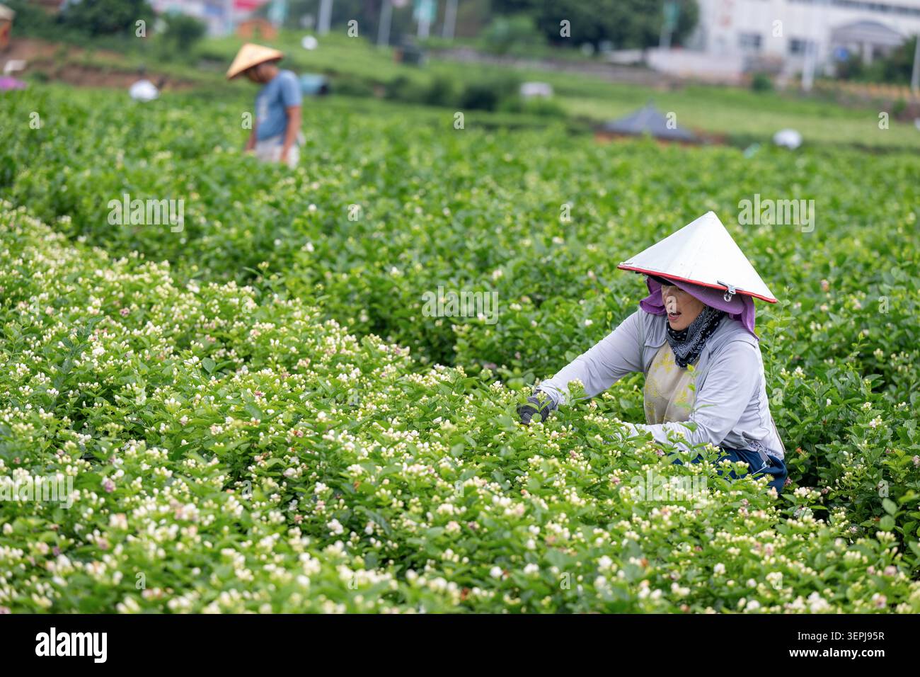Farmers pick jasmine flowers at China Jasmine Garden in Hengzhou, south ...