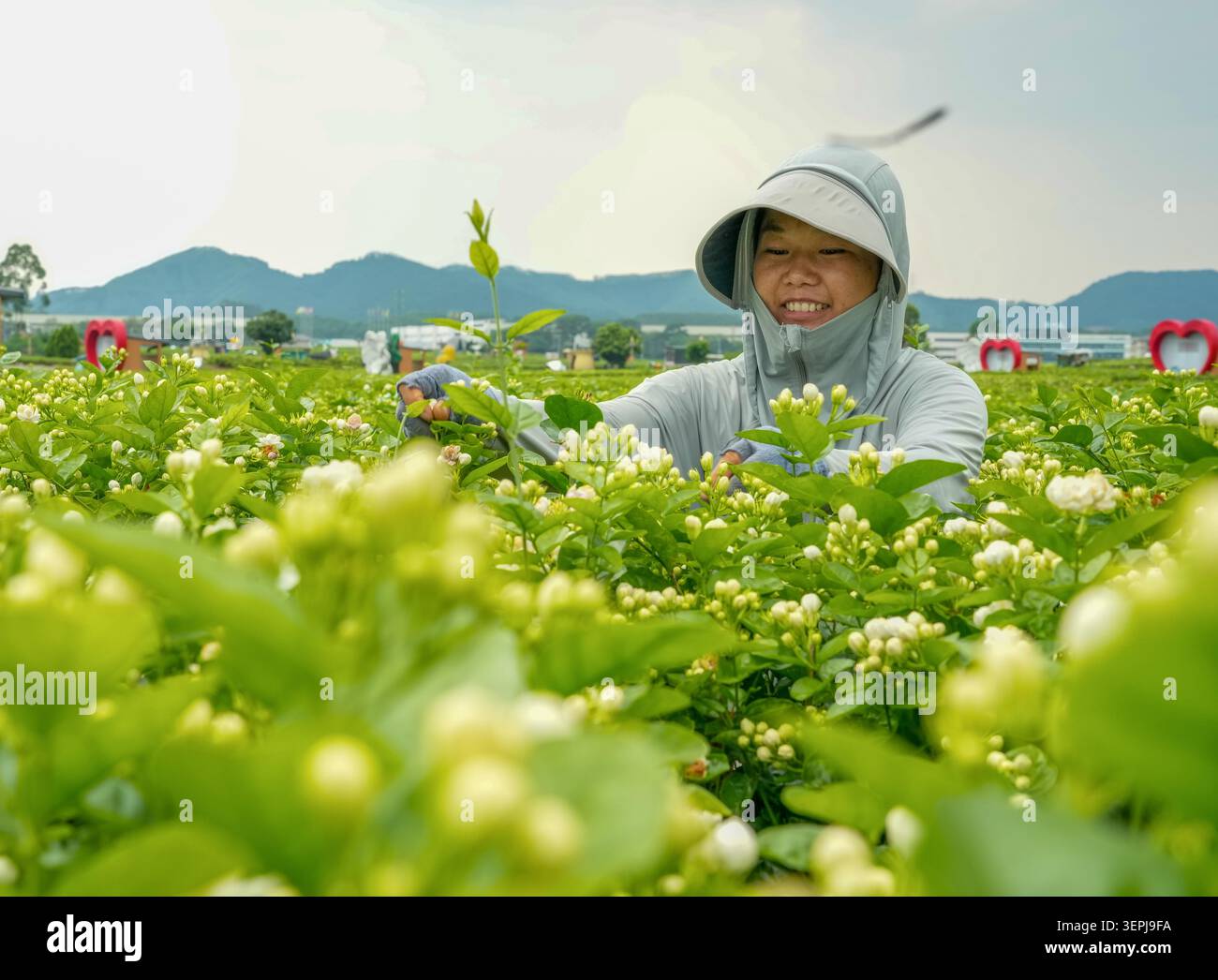 Farmers harvest jasmine buds at China Jasmine Garden in Hengzhou, south ...