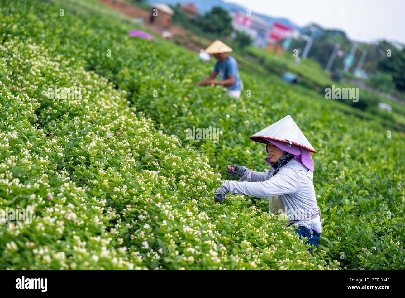 Farmers pick jasmine flowers at China Jasmine Garden in Hengzhou, south ...
