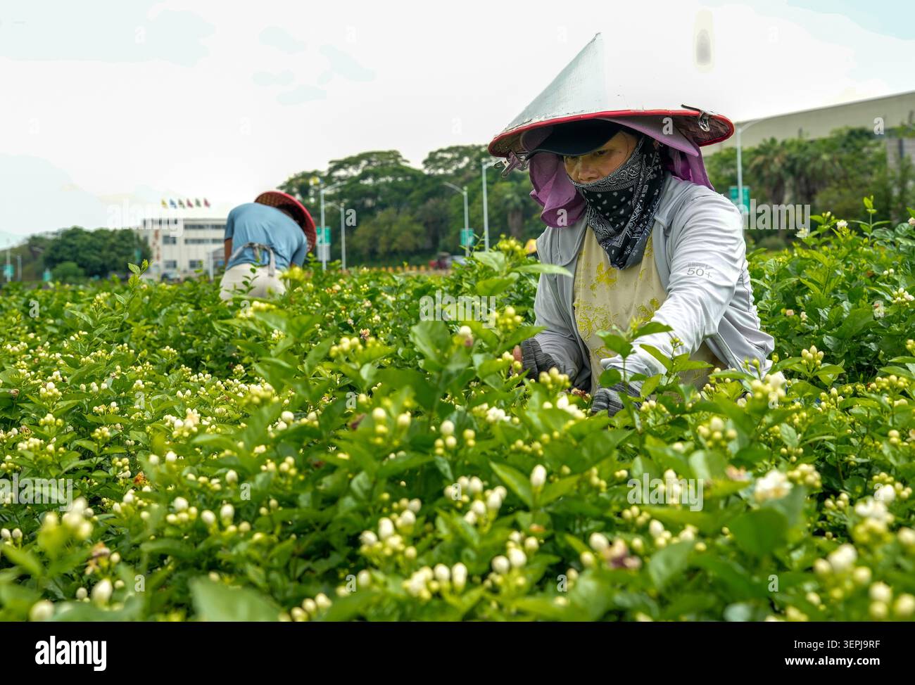 Farmers harvest jasmine buds at China Jasmine Garden in Hengzhou, south ...