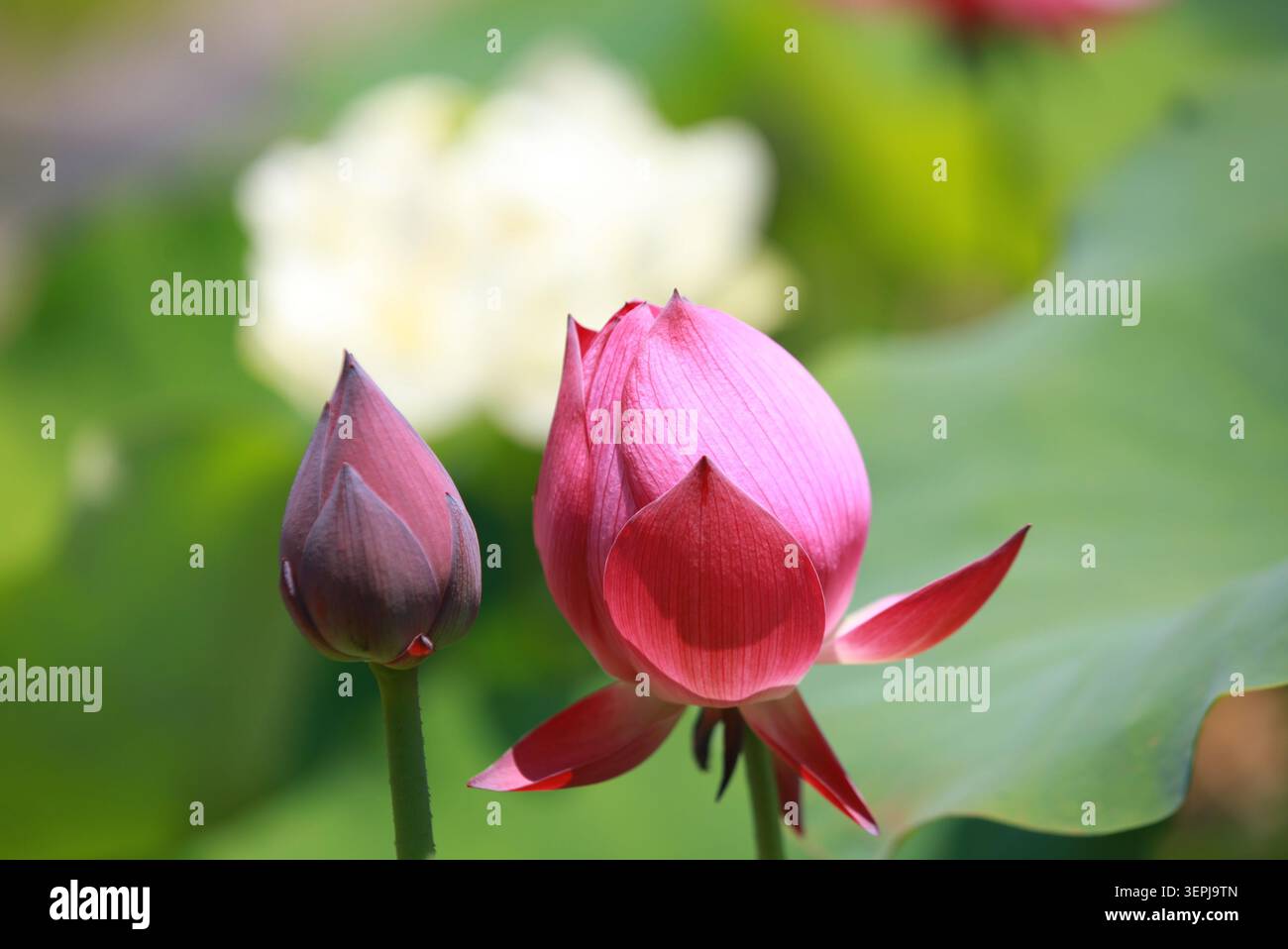 Lotus flowers bloom at Jianchu Temple in Nanjing, east China's Jiangsu ...