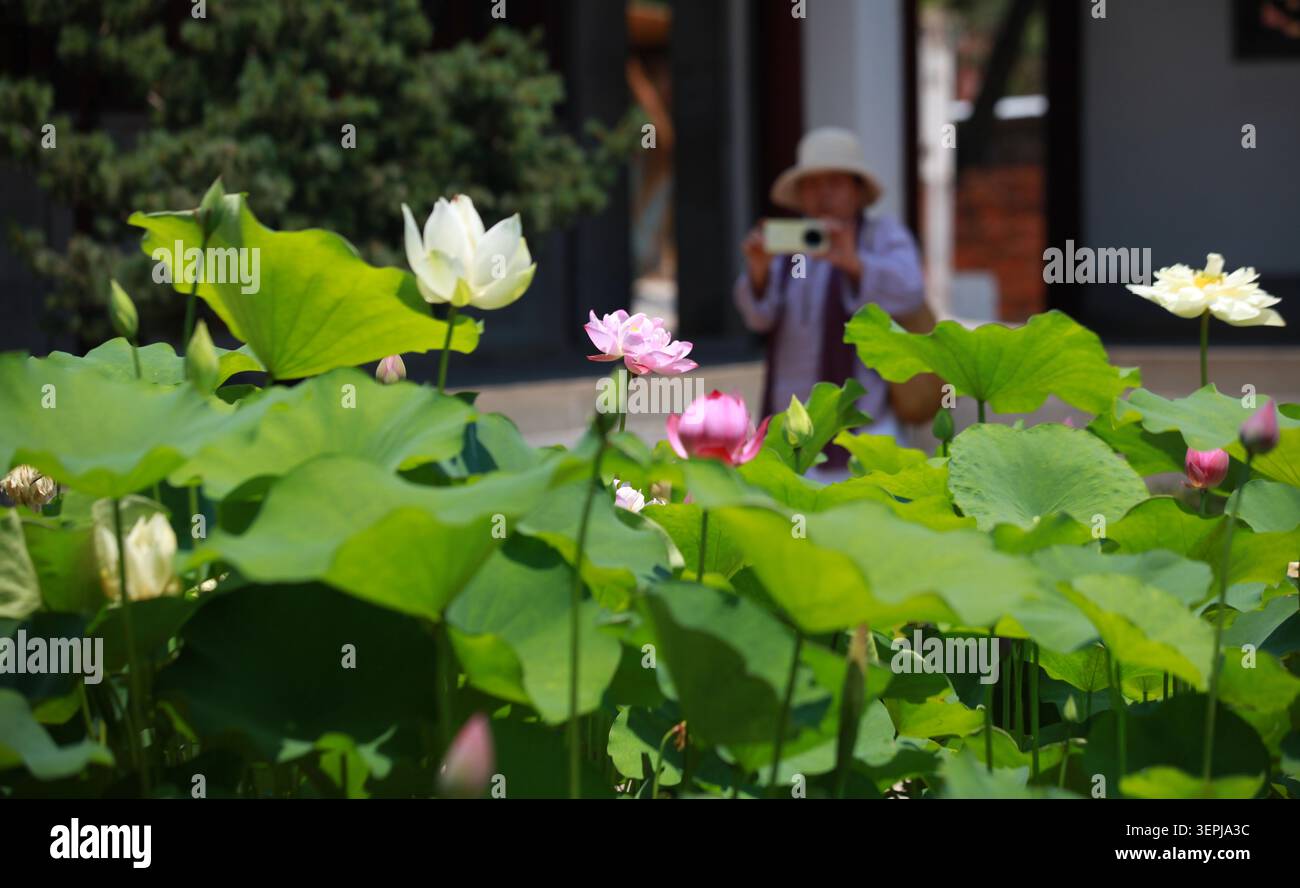Lotus flowers bloom at Jianchu Temple in Nanjing, east China's Jiangsu ...