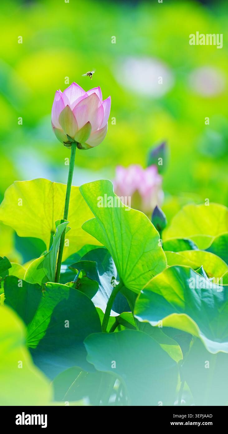 Lotus flowers bloom along Dujuan River in Korla, northwest China's ...