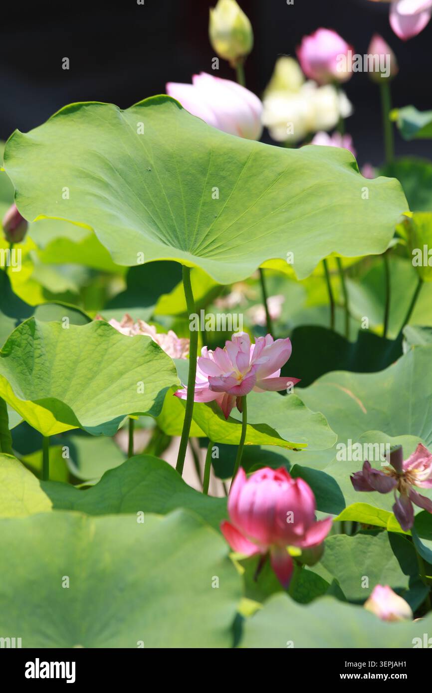Lotus flowers bloom at Jianchu Temple in Nanjing, east China's Jiangsu ...
