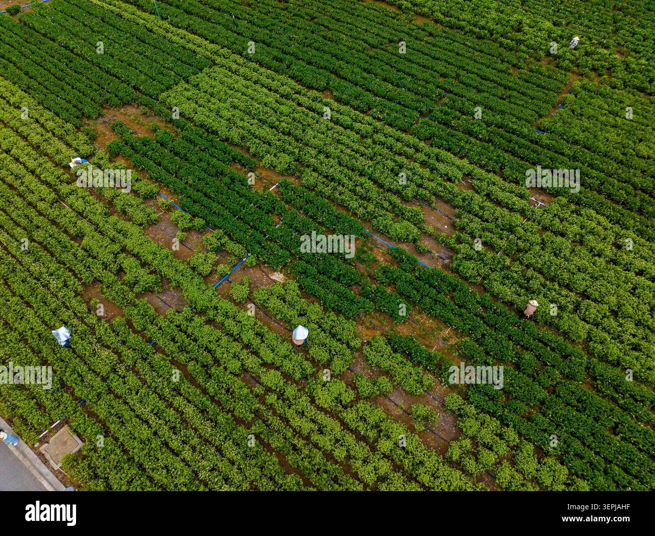 Farmers pick jasmine flowers at China Jasmine Garden in Hengzhou, south ...