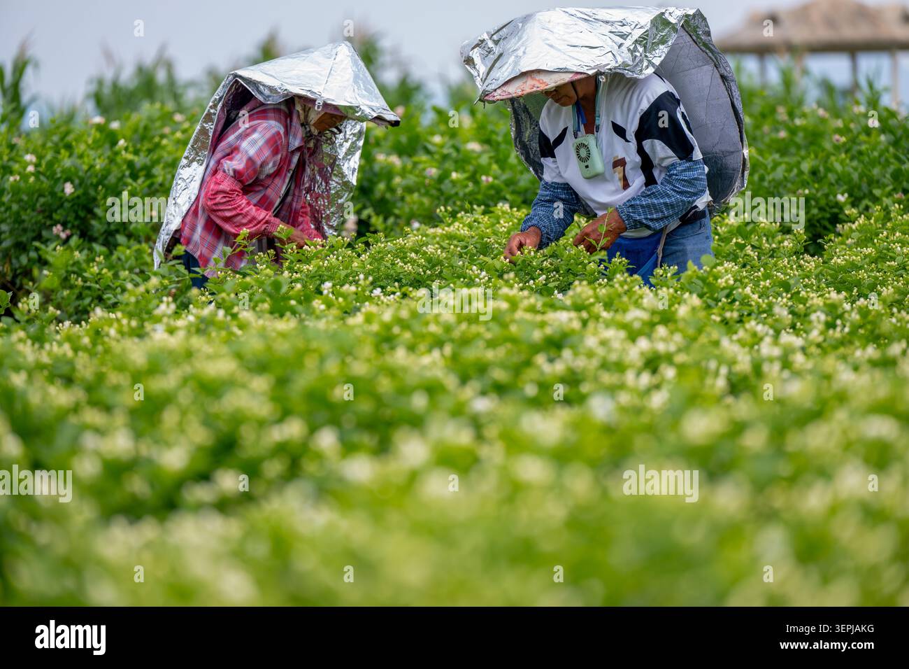 Farmers pick jasmine flowers at China Jasmine Garden in Hengzhou, south ...