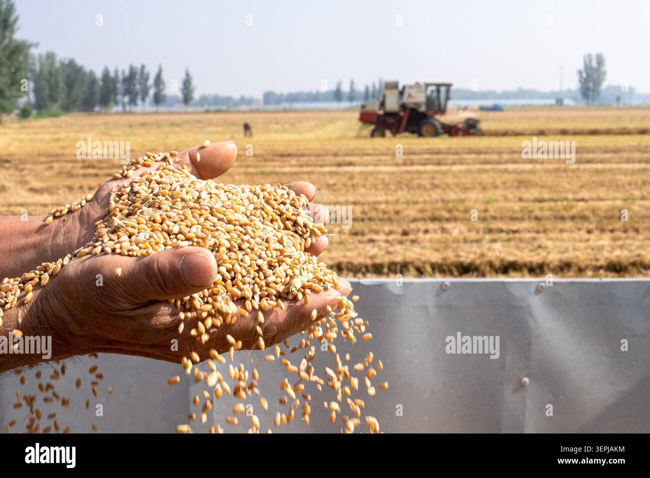 Farmers inspect newly harvested wheat in Heili Village, Gaoging County ...