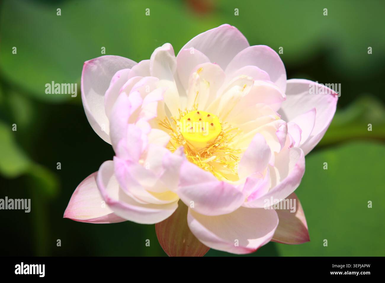 Lotus flowers bloom at Jianchu Temple in Nanjing, east China's Jiangsu ...