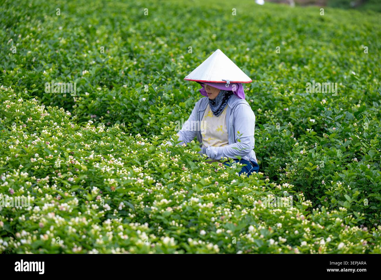 Farmers pick jasmine flowers at China Jasmine Garden in Hengzhou, south ...