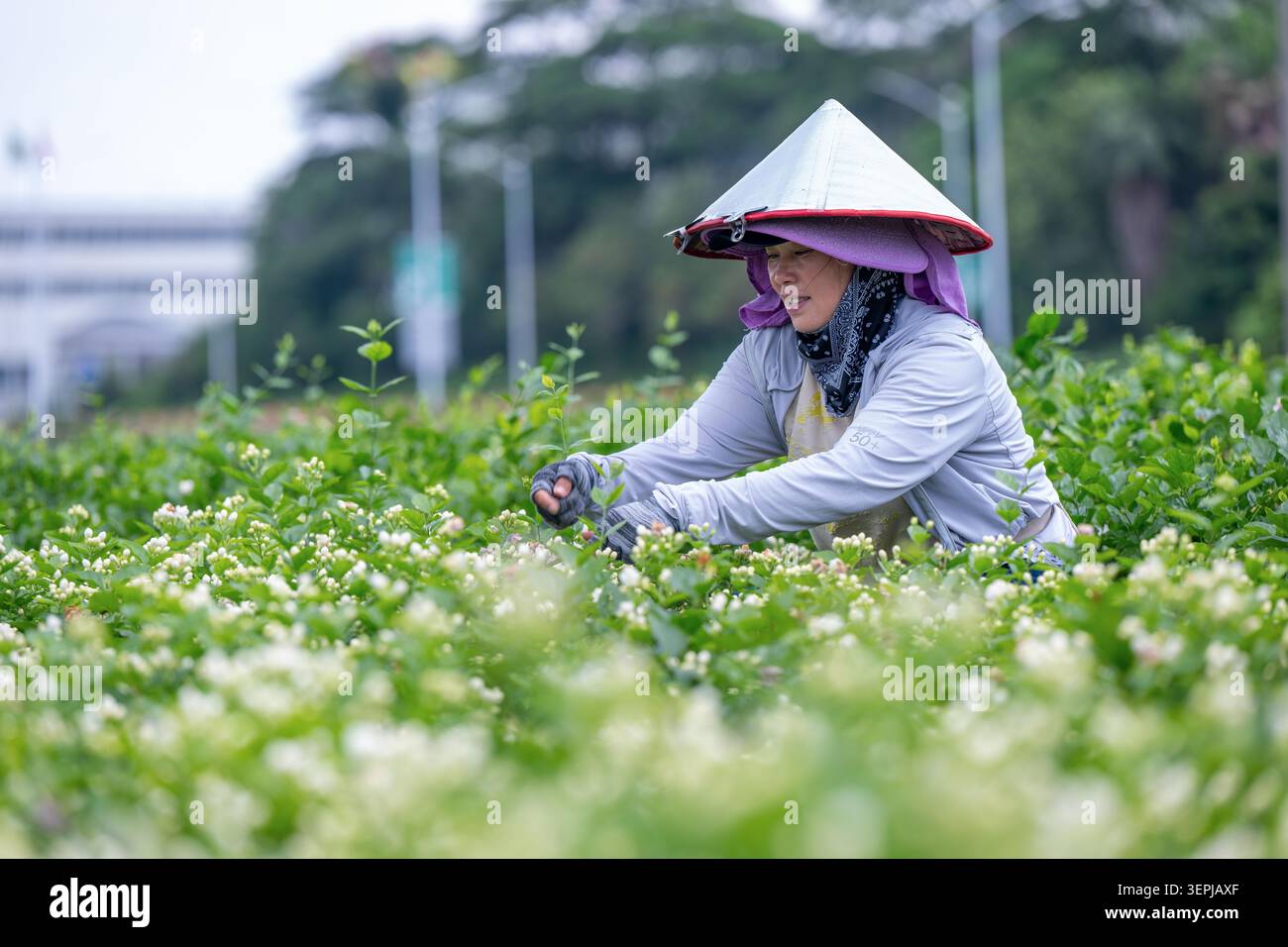 Farmers pick jasmine flowers at China Jasmine Garden in Hengzhou, south ...