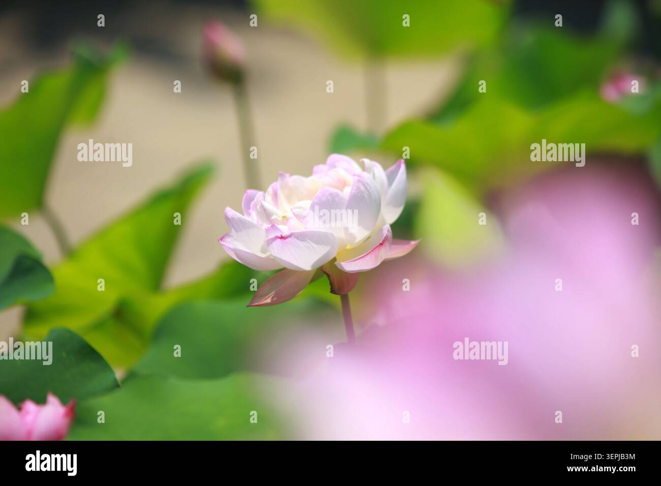 Lotus flowers bloom at Jianchu Temple in Nanjing, east China's Jiangsu ...