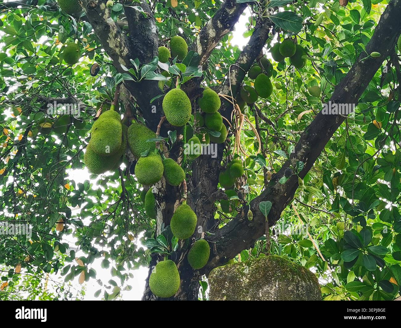 Jackfruits hang like plump babies on trees along streets and near ...