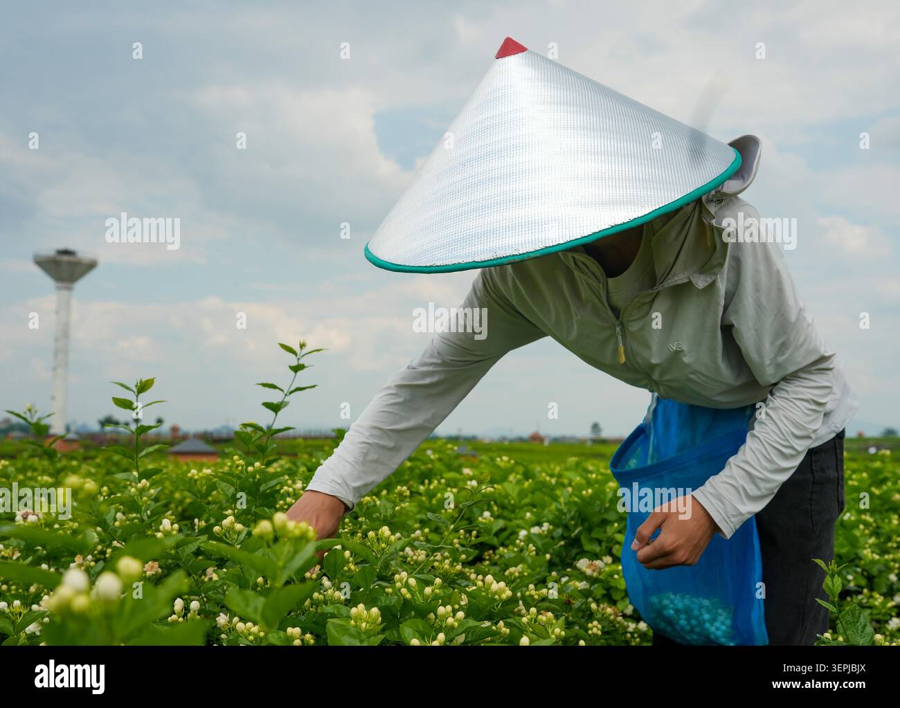 Farmers harvest jasmine buds at China Jasmine Garden in Hengzhou, south ...