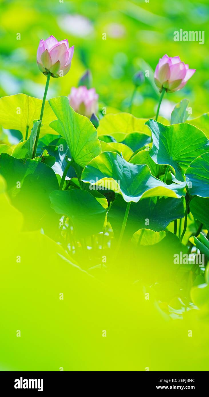 Lotus flowers bloom along Dujuan River in Korla, northwest China's ...